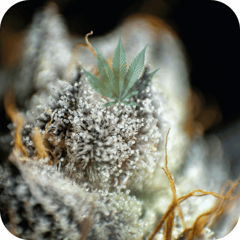 G13 Weed - Blog CBD'eau